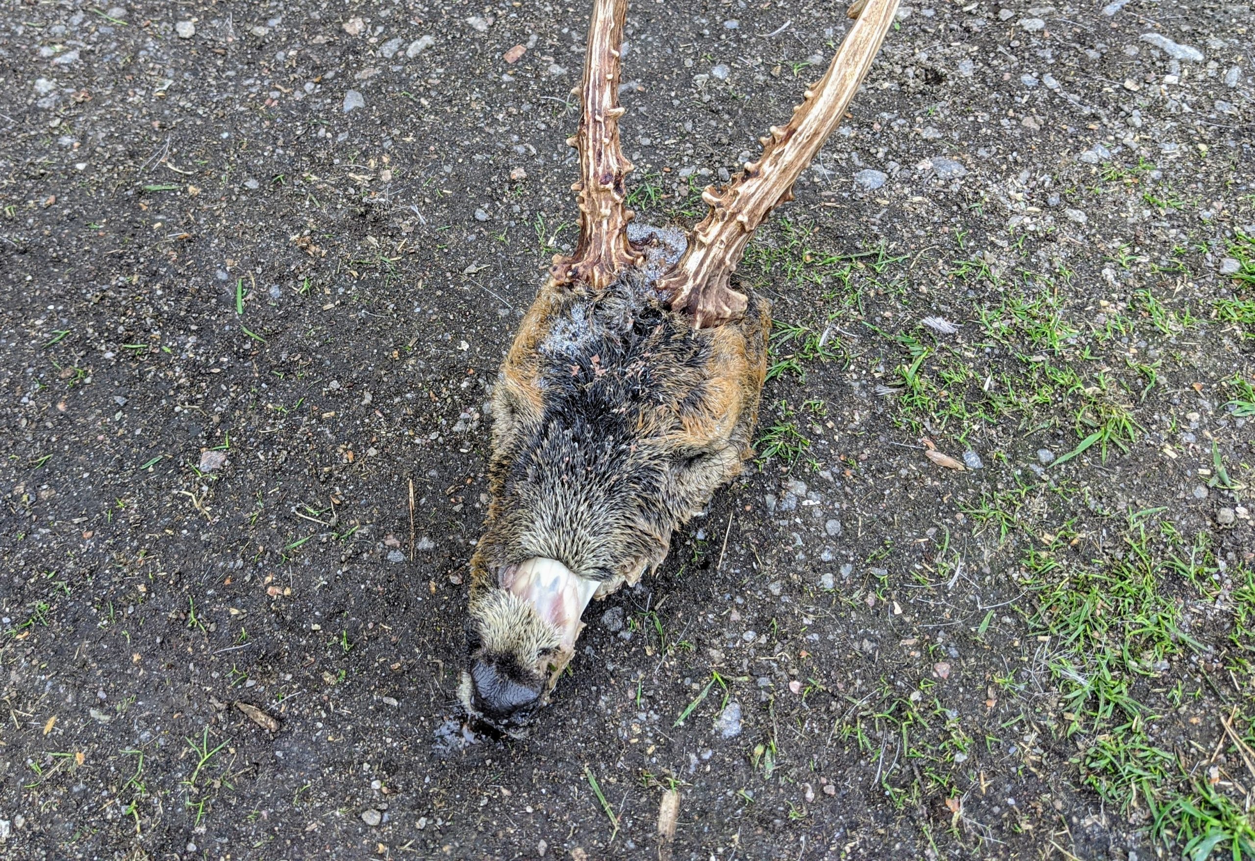 Kauriin sarvitrofeen valmistuksen vaiheet - Metsälle